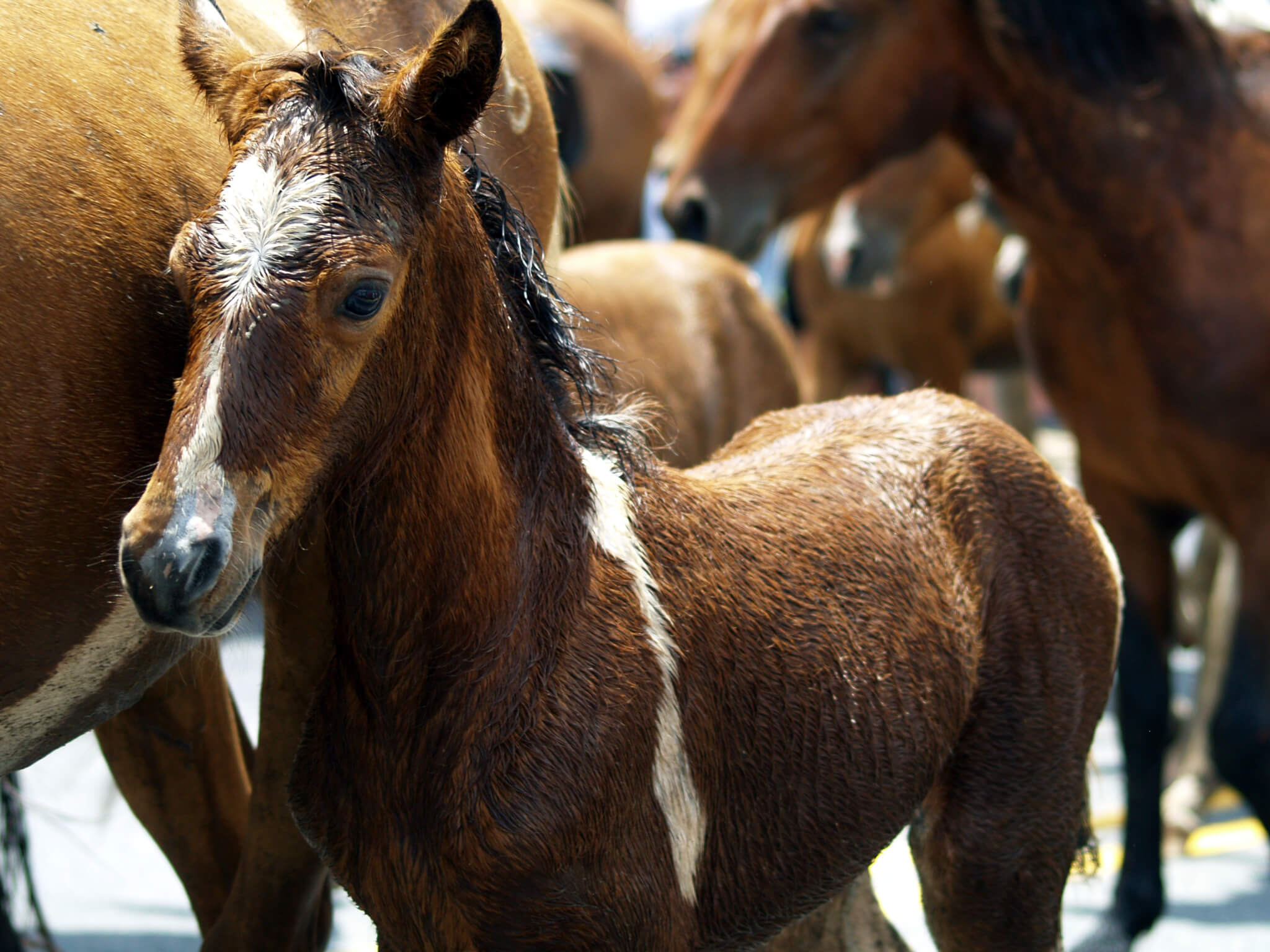 Managing Your Pregnant Mare and Her Foal - Shotter & Byers